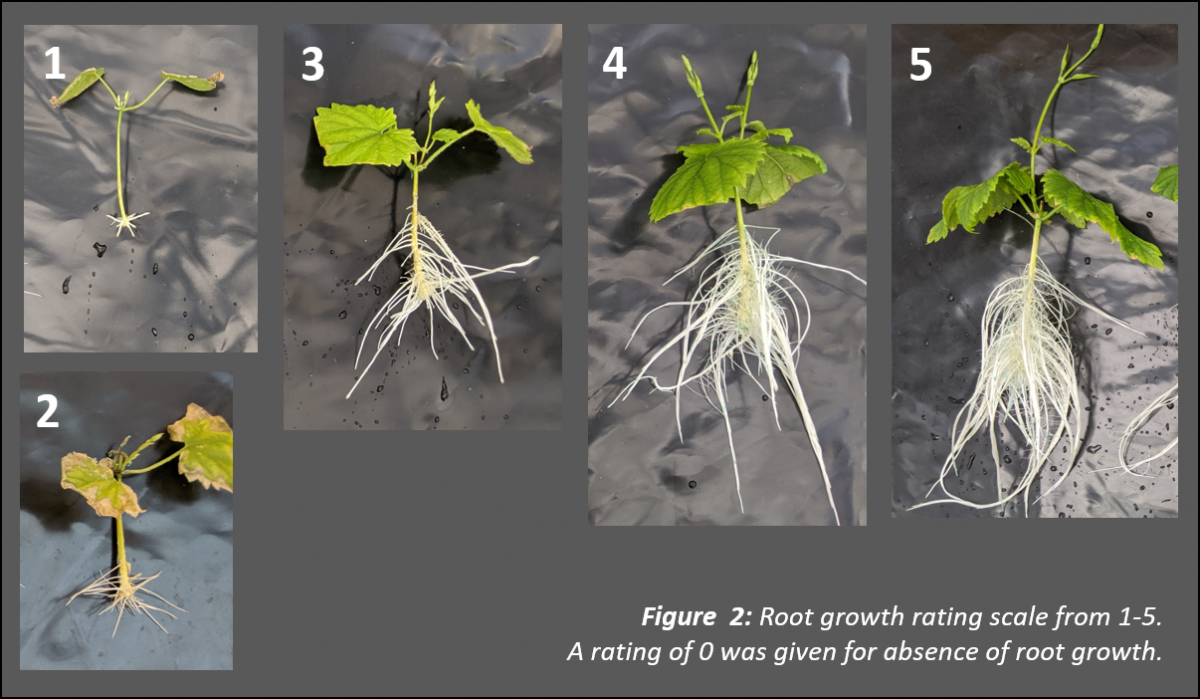 Hydroponic hop propagation methods – Wisconsin Clean Hops Program