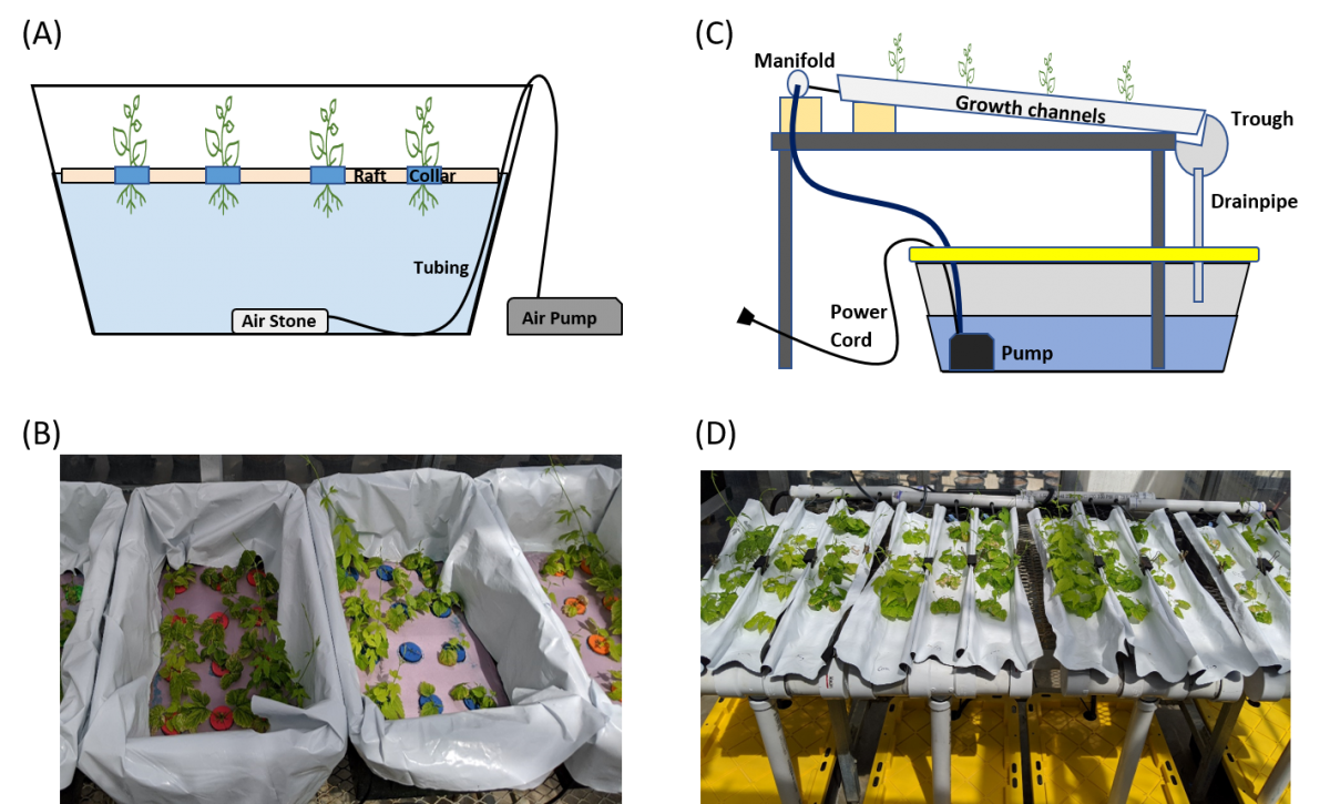 Hydroponic hop propagation methods – Wisconsin Clean Hops Program